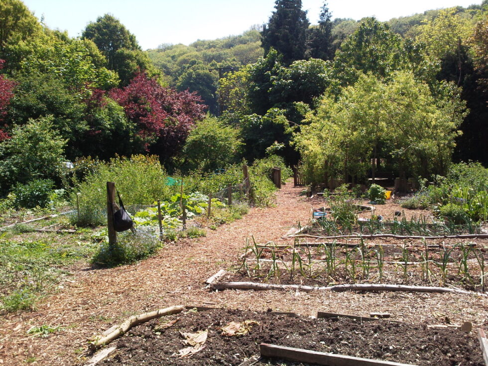 Training | Centre for Ecotherapy